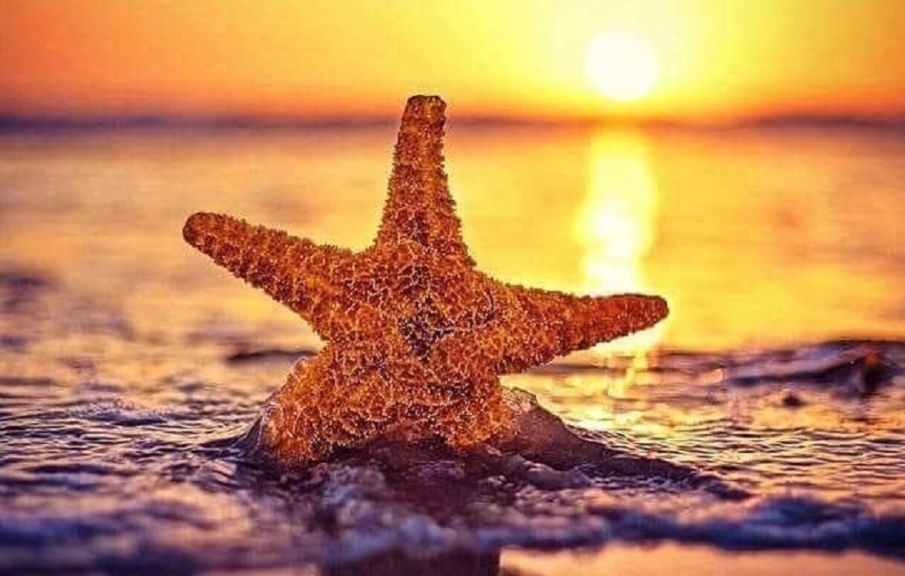 Starfish 2030 : une mission pour maintenir, protéger et restaurer les ...