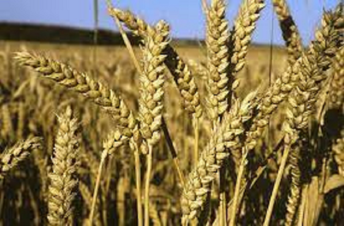 Chine : bientôt premier acheteur de blé au monde