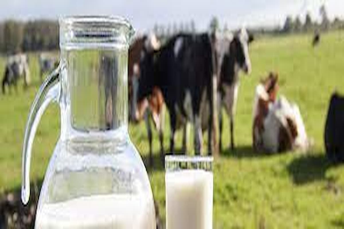 Secteur laitier: Vers un programme d'approvisionnement