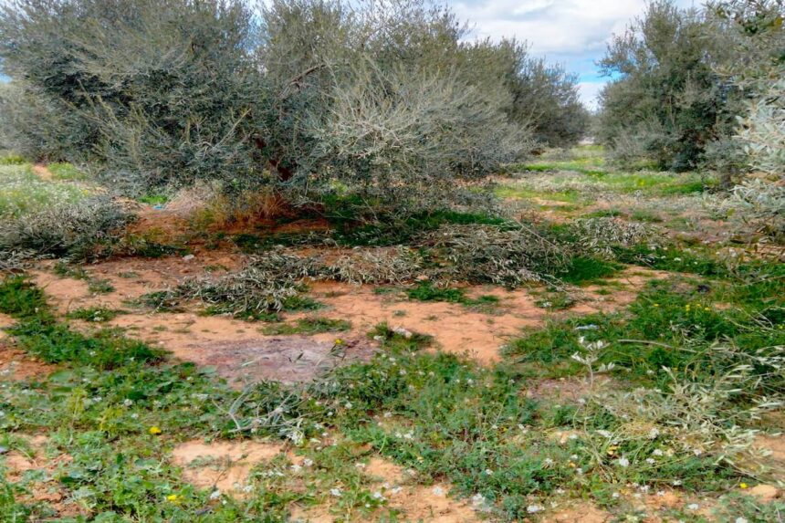 La Manouba : L’Etat récupère 3 terrains domaniaux agricoles de 13 ha