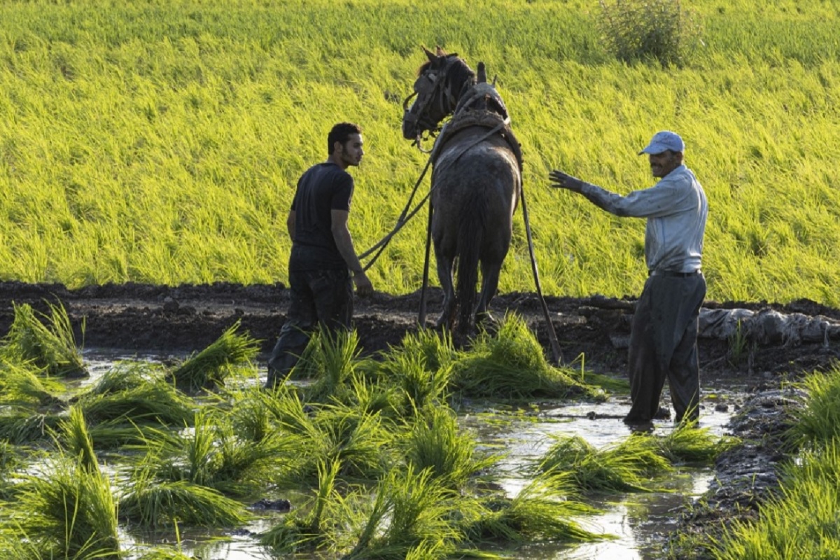 Vers une pénurie de riz en Egypte?