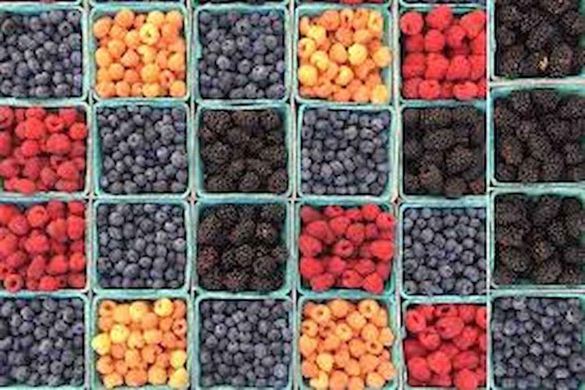 Exportation de fruits rouges: le nouveau record du Maroc