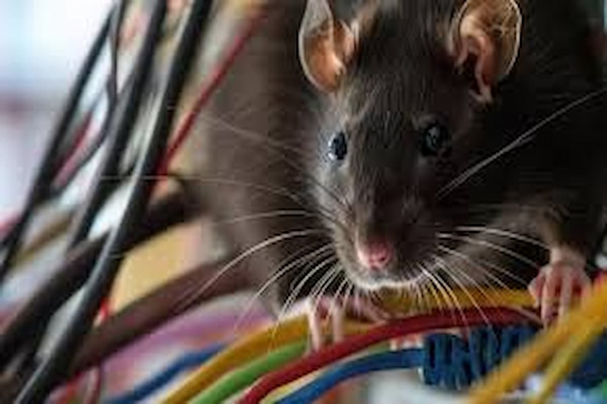 Attention au rat affamé